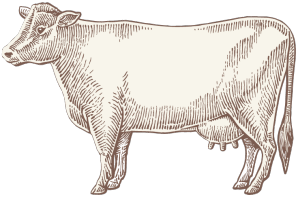 63 Acres Beef – Premium BC Beef